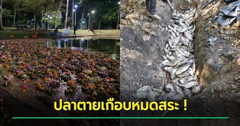 ผลกระทบ ลอยกระทงขนมปัง สวนสันติภาพ ปลาลอยตายเกือบหมดสระ