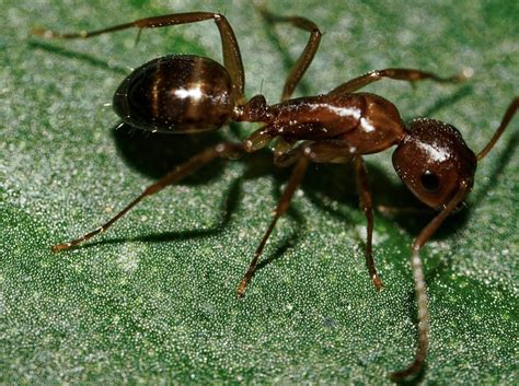 13 Types Of Ants Found In North Carolina Bird Watching Hq