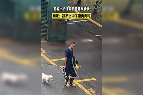 可爱小奶汪紧跟蓝朋友步伐网友跟不上中午没肉吃 朋友 步伐 网友