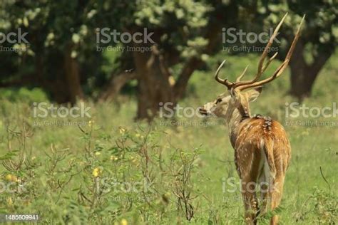 인도의 카르나타카에 있는 무성한 녹색 배경을 가진 반디푸르 국립공원의 아름다운 치탈 또는 치탈 사슴 또는 점박이 사슴 0명에 대한 스톡 사진 및 기타 이미지 Istock