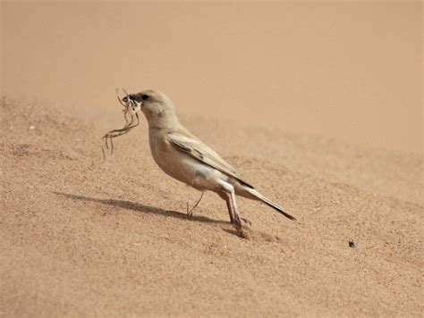 Pardal Do Deserto Características Reprodução Alimentação E Habitat
