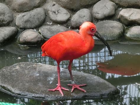 動物編のトキ科のショウジョウトキ