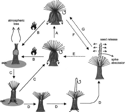 Flow Diagram Of Nutrient Dynamics In Grasstrees Solid Arrows Between Download Scientific