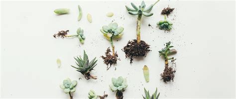 Essential Vs Code Extensions For Php And Laravel Development Dev Community