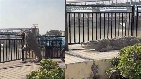 Crocodile Came Out Of Canal And Came Onto Road In Bulandshahr Amar