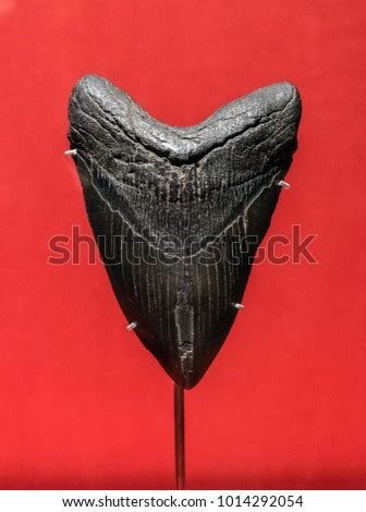 Megalodon Stock Images Royalty Free Images Vectors Shutterstock
