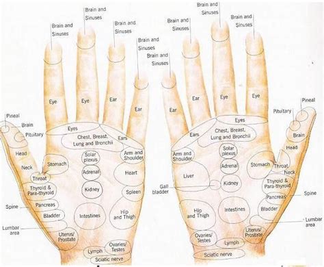Hand Reflex Pionts Reflexology Hand Chart Hand Reflexology