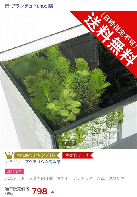 水草セット メダカ用3種 マツモ アナカリス 浮草 プランチュ｜通販専門 観葉植物・エアプランツ・食虫植物・インテリアプランツのお店