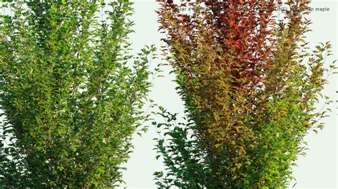 2d Acer X Freemanii Scarsen Scarlet Sentinel Freeman Maple