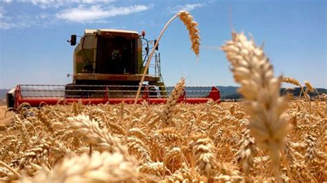 Las Lluvias Traban La Cosecha De Trigo Que No Logra Repuntar Agrolink