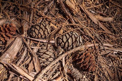 Premium Photo Close Up View Of Dry Sequoia Cones On The Ground