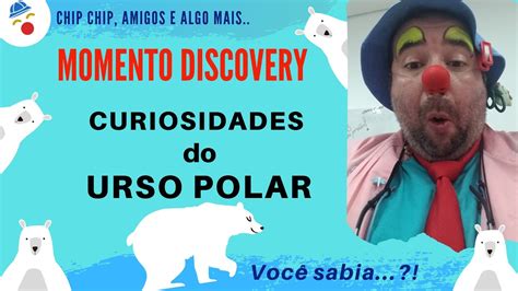 Curiosidades Do Urso Polar Canal Chip Chip Amigos E Algo Mais