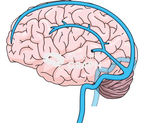 Brain Venous System 1