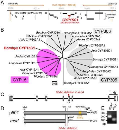 Positional Cloning Of The Mod Locus A Physical Map Showing The