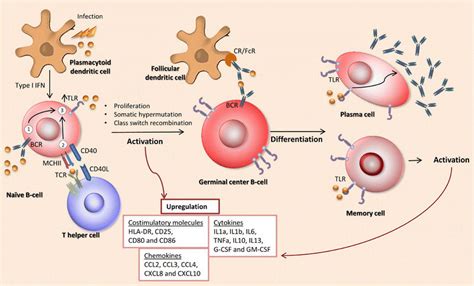 The Role Of Tlrs In B Cell Activation And Differentiation Tlr Ligation