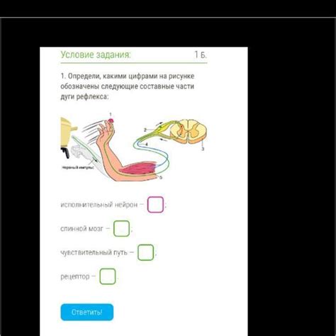 Помогите с этим заданием пожалуйста Нужно Определить какими цифрами на рисунке обозначены