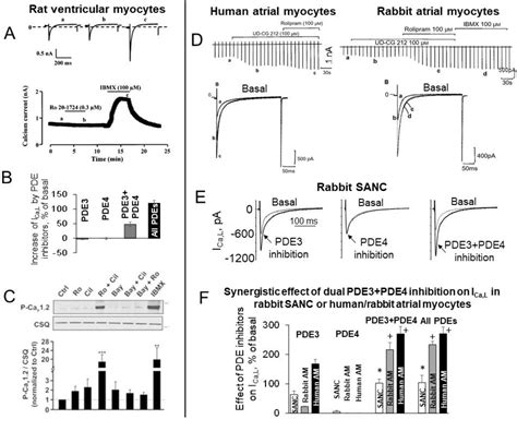 Figure 5 From Dual Activation Of Phosphodiesterase 3 And 4 Regulates