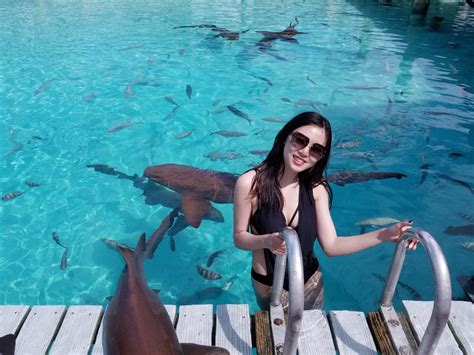 Swim With The Sharks On Compass Cay Staniel Cay Adventures Exuma Cays