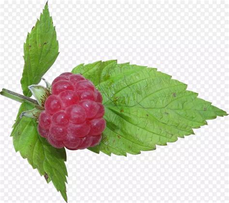 Png Png
