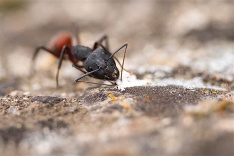 Premium Photo Macro Of An Ant Giant Forest Ant Camponotus Gigas Genus