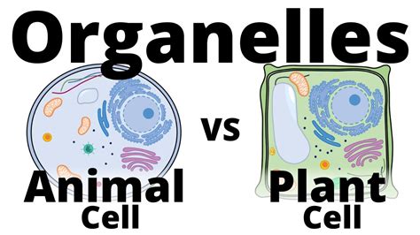 Plant Cell Vs Animal Cell Youtube