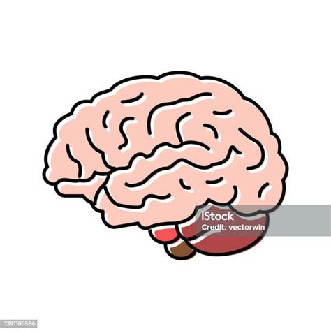 Ilustrasi Vektor Ikon Warna Organ Anatomi Otak Ilustrasi Stok Unduh
