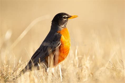 American Robin Is Standing In Yellow Lawn Grass In Spring Stock Image