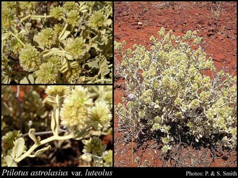 Taxon Profile Of Ptilotus Astrolasius Var Luteolus Benl And H Eichler