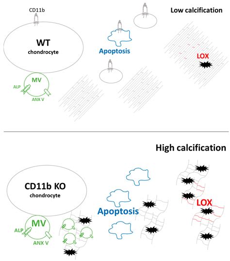 Cd11b Deficiency Favors Cartilage Calcification Via Increased Matrix