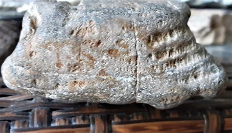 What Kind Of Tree Fossil ID The Fossil Forum