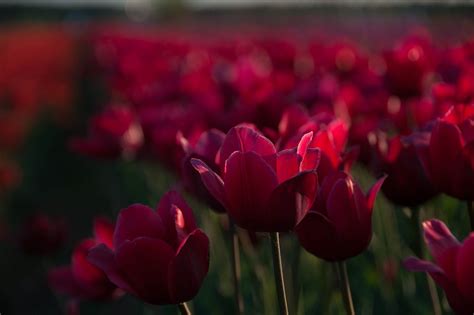 Tulips Flowers Spring Free Photo On Pixabay