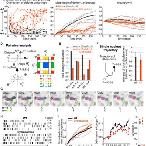 Shh Dependent Cell Polarity A Comparison Of Forebrain Morphology At