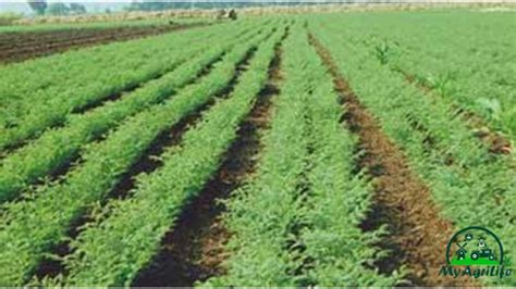 Myagrilife How To Best Gram Farming Guide