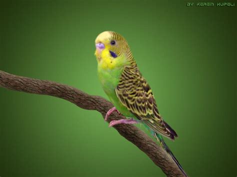 Budgie Wallpapers Top Free Budgie Backgrounds Wallpaperaccess