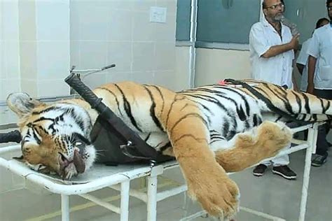 Cubs Of Indian Tiger Shot In Controversial Hunt Spotted Alive Asia News Asiaone
