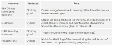 Biology Homeostasis And Response Hormones In Human Reproduction