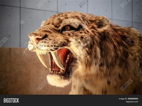Smilodon Size