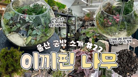 내 손으로 만드는 또 하나의 작은 식물세계 테라리움 공방 이끼핀 나무 Youtube