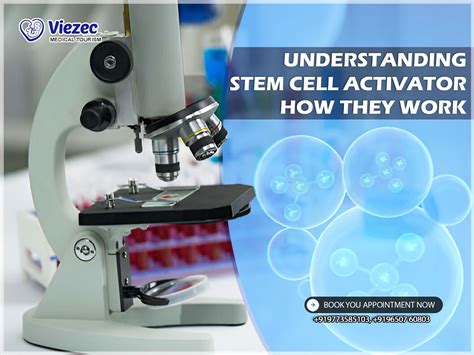 Understanding Stem Cell Activator How They Work
