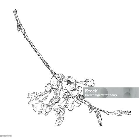 손으로 그린 고립 된 사쿠라 가지 나뭇 가지 흑백으로 일러스트를 입은 봄 벚꽃 꽃 그림 일본의 국유꽃 벚꽃의 나무 막대기가 튀어 나와 싹을 열어 뜨고 있습니다 벡터 0명에