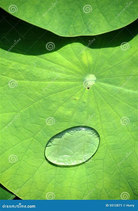 Water Drop On Lotus Leaf Stock Image Image Of Rain Lily 5512871