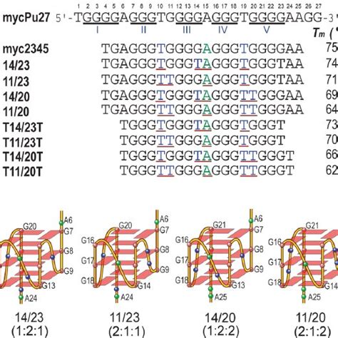 A The Promoter Sequence Of The Nhe Iii 1 Element Of The C Myc Gene