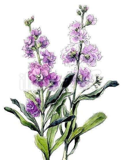 ストックの花イラスト No 23500331｜無料イラスト・フリー素材なら「イラストac」