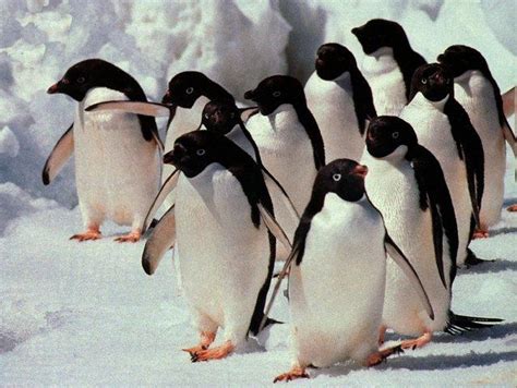 Adelie Penguin Flock Pygoscelis Adeliae 아델리펭귄 Image Only