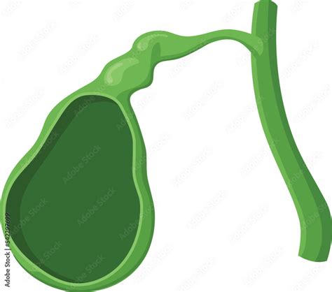 Normal Gallbladder Anatomy Structure Of The Gallbladder And Its Cavity