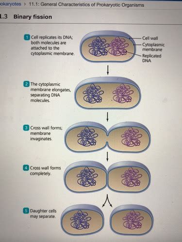 Definition Of Prokaryotic Binary Fission Dfinitus
