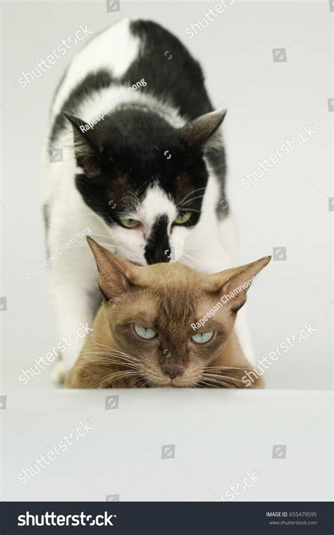 Cat Having Sex Cat Make Love Stock Photo 655479595 Shutterstock