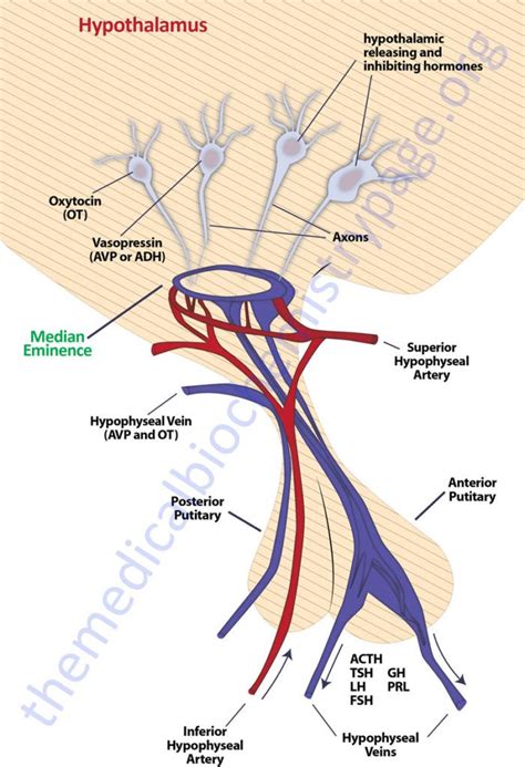 Peptide Hormones And Their Receptors The Medical Biochemistry Page