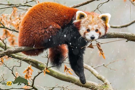 پاندای قرمز؛ پاندایی که هم راکون است هم گربه و هم مانند خرس پاندا بامبو