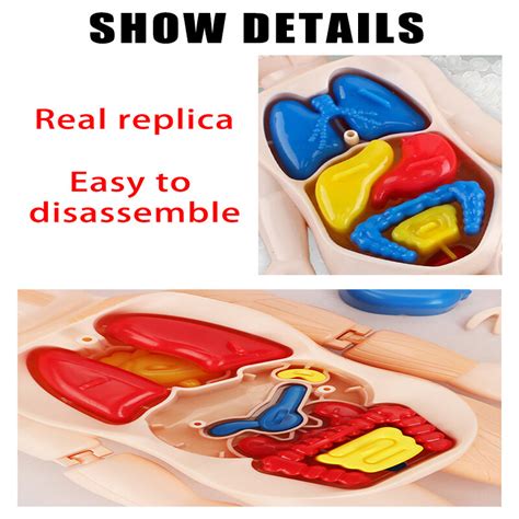 3d 마네킹 어린이 몬테소리 해부학 모델 교육 학습 기관 조립 장난감 신체 기관 인지 도구 수수께끼 And 마술 입방체
